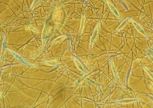 Dermatophyten-Empfehlung | ESCCAP DEUTSCHLAND