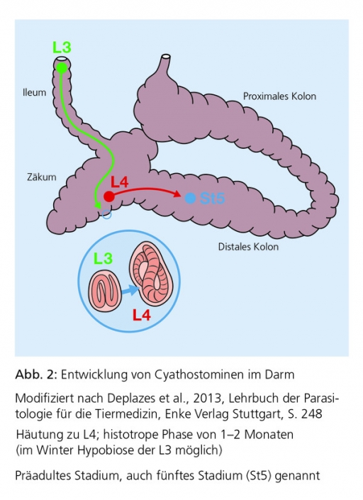 Pferde-Empfehlung GI-Parasiten | ESCCAP DEUTSCHLAND