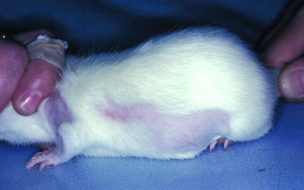 Heimtiere-Empfehlung Parasiten & Mykosen | ESCCAP DEUTSCHLAND