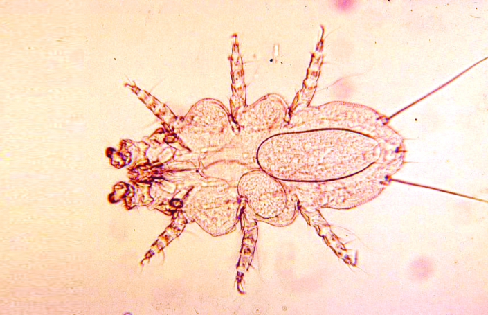 Heimtiere-Empfehlung Parasiten & Mykosen | ESCCAP DEUTSCHLAND