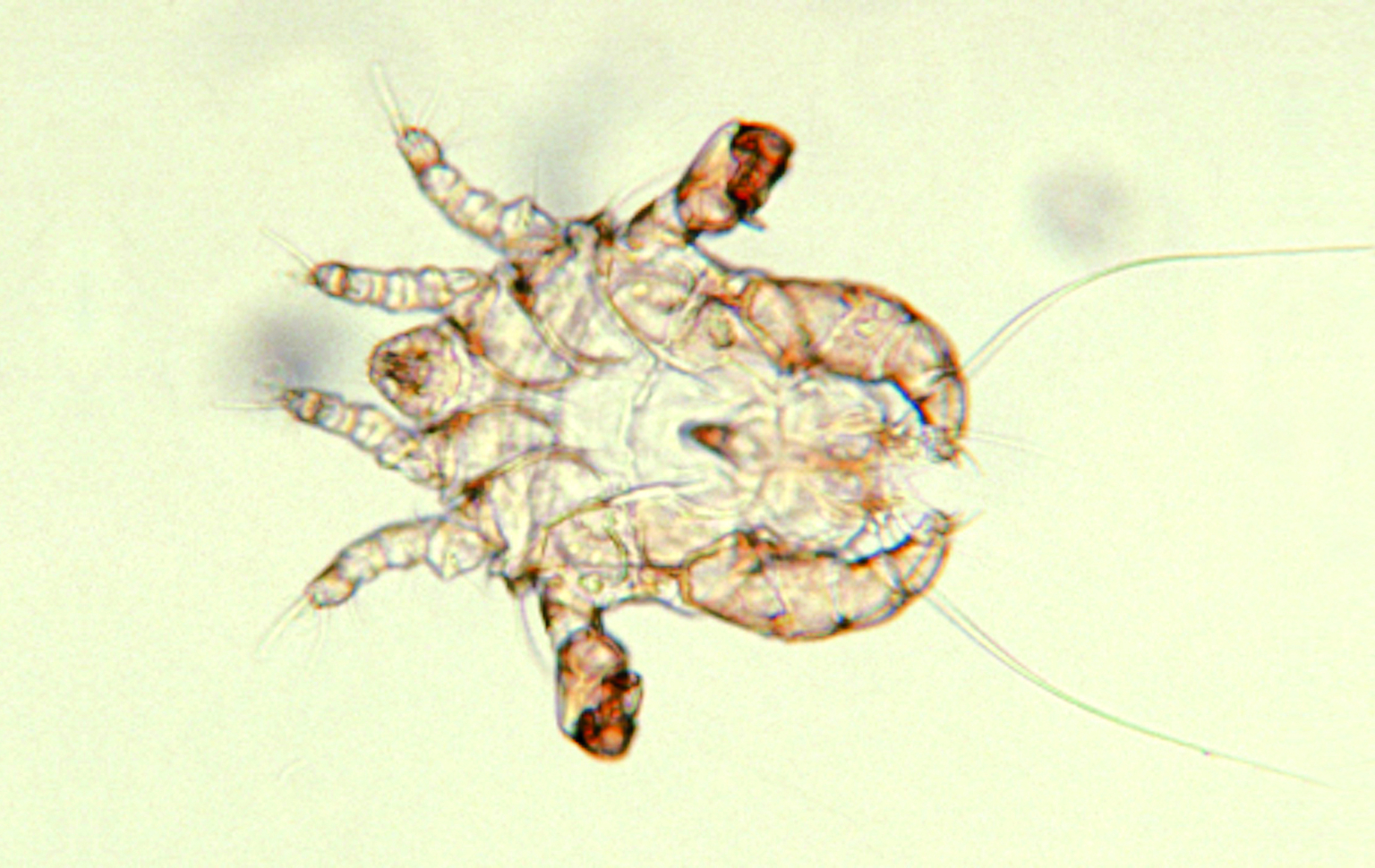 Heimtiere-Empfehlung Parasiten & Mykosen | ESCCAP DEUTSCHLAND