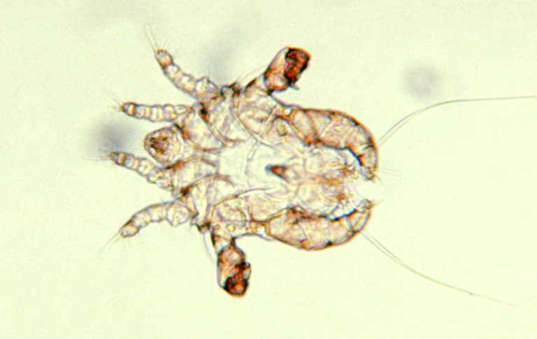 Heimtiere-Empfehlung Parasiten & Mykosen | ESCCAP DEUTSCHLAND