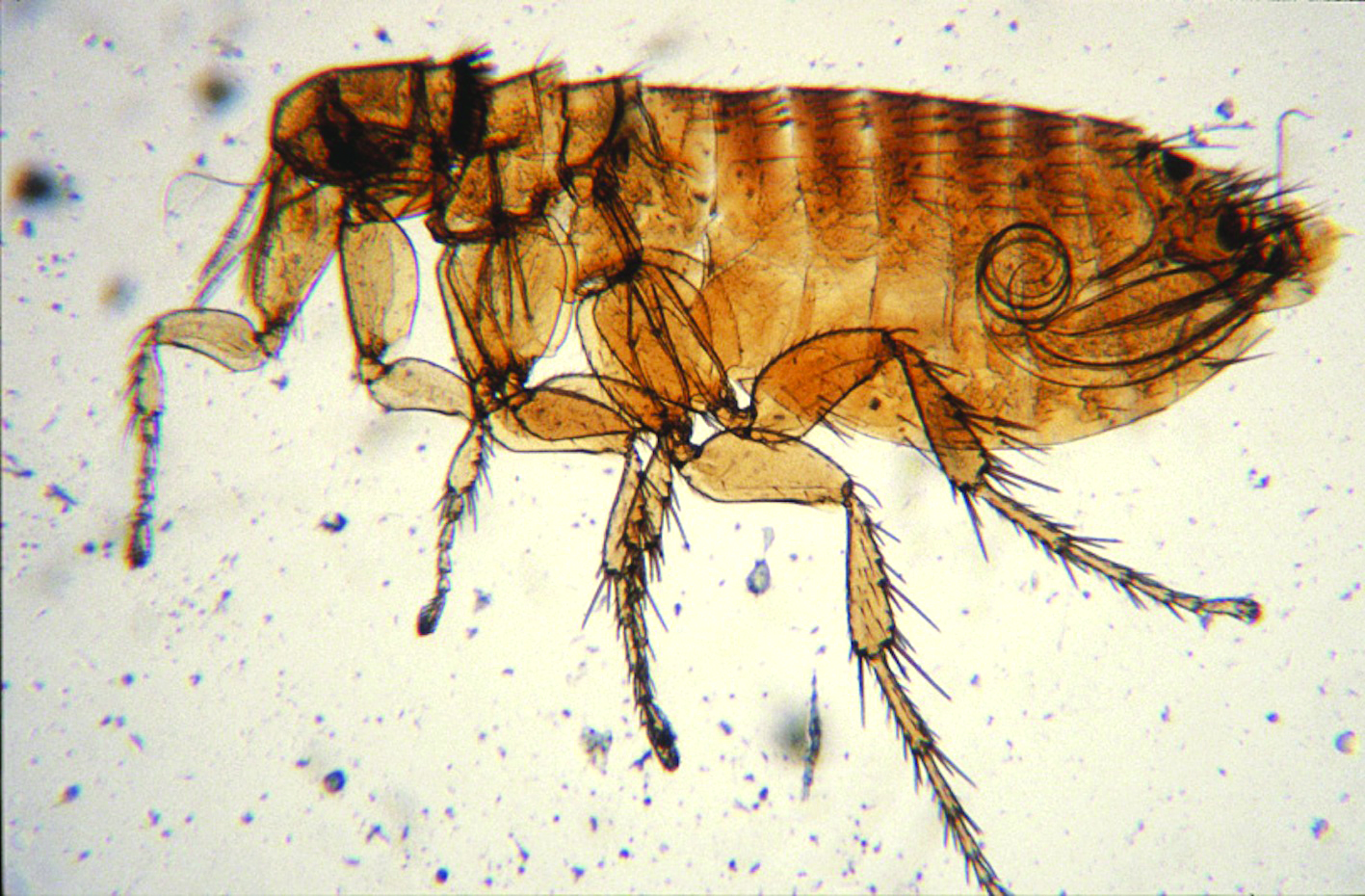 Heimtiere-Empfehlung Parasiten & Mykosen | ESCCAP DEUTSCHLAND